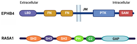 EPHB4-RASA1-Mediated Negative Regulation of Ras-MAPK Signaling in the Vasculature: Implications ...