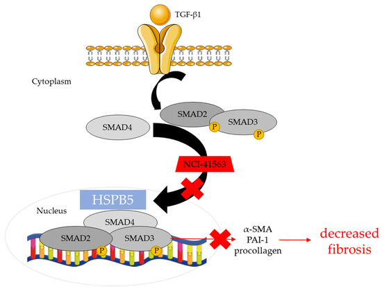 HSPB5 Inhibition by NCI-41356 Reduces Experimental Lung Fibrosis by ...