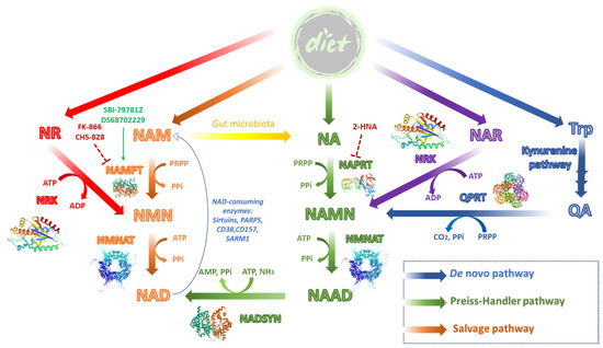 Properly Substituted Benzimidazoles as a New Promising Class of ...