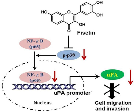 Fisetin in Cancer: Attributes, Developmental Aspects, and Nanotherapeutics