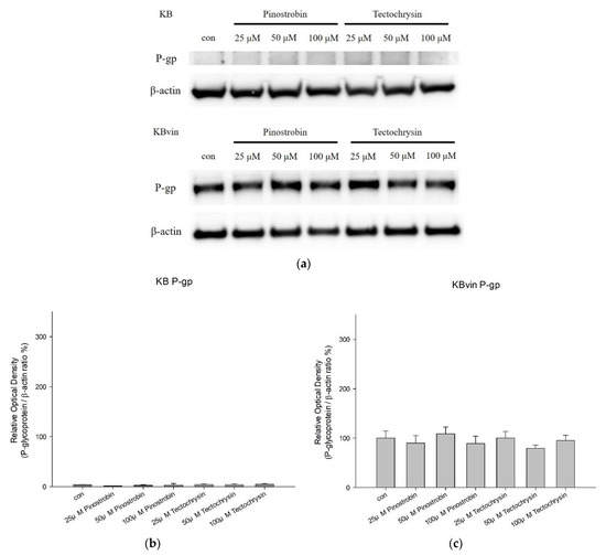 Pinostrobin and Tectochrysin Conquer Multidrug-Resistant Cancer Cells ...