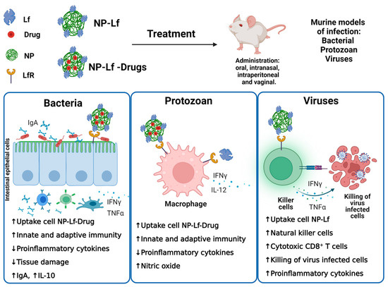 Lactoferrin as a Component of Pharmaceutical Preparations: An ...