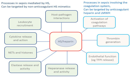 Heparin, Heparan Sulphate and Sepsis: Potential New Options for Treatment