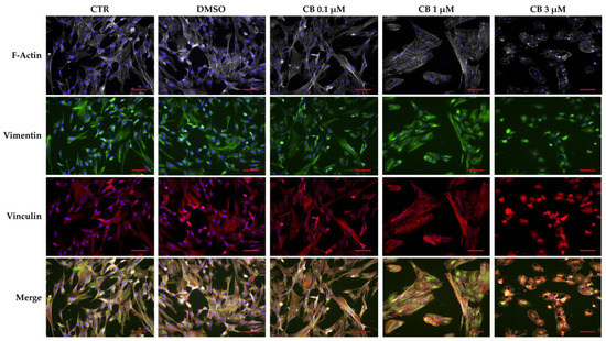 Cytochalasin B Influences Cytoskeletal Organization and Osteogenic ...