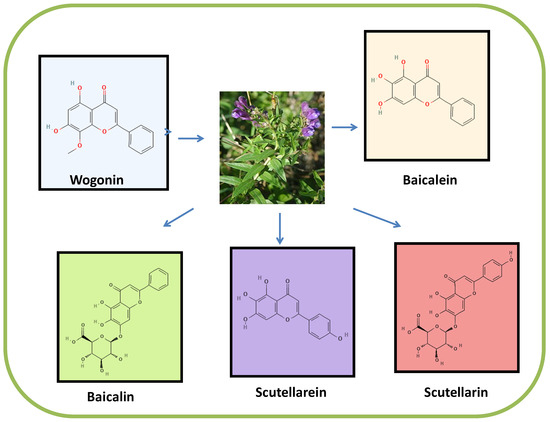 Autophagy Induction by Scutellaria Flavones in Cancer: Recent Advances