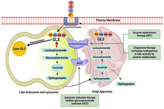 Treatment of Fabry Disease: Established and Emerging Therapies