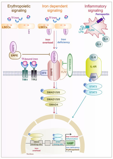 Interpreting Iron Homeostasis in Congenital and Acquired Disorders