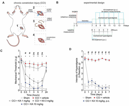 Kaurenoic Acid Reduces Ongoing Chronic Constriction Injury-Induced ...