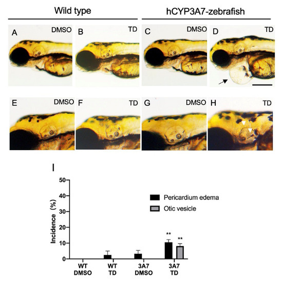Augmentation of Pectoral Fin Teratogenicity by Thalidomide in Human ...