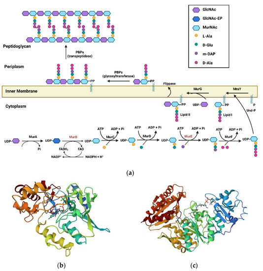 Anti-Tuberculosis Mur Inhibitors: Structural Insights and the Way Ahead ...