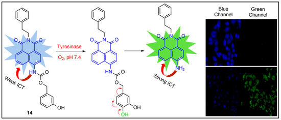 Pharmaceuticals | Free Full-Text | Fluorescent Probes as a Tool in Diagnostic and Drug Delivery ...