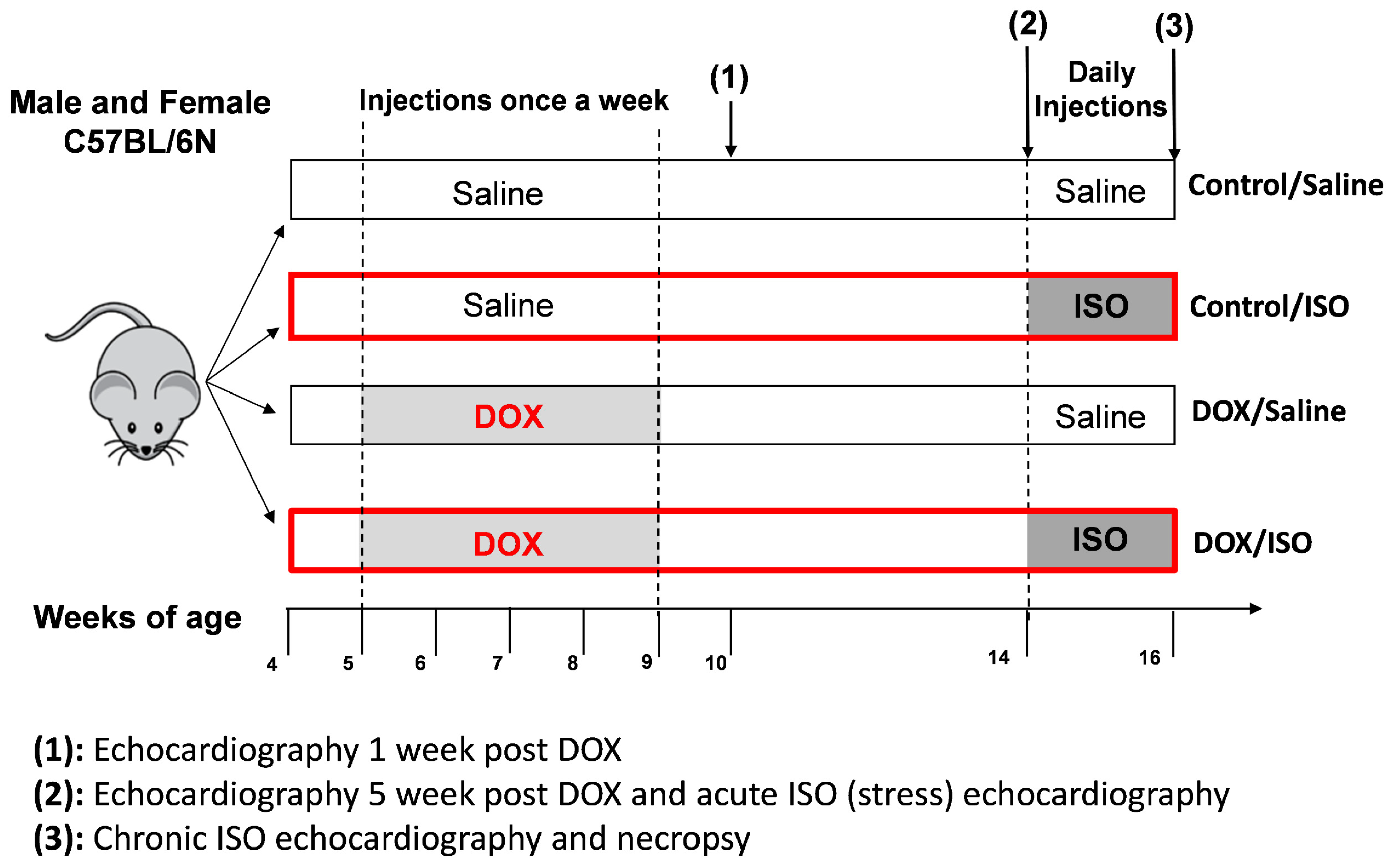Exposure to Doxorubicin Modulates the Cardiac Response to Isoproterenol ...