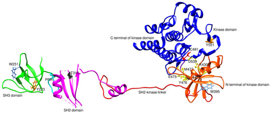 Structural Complementarity of Bruton’s Tyrosine Kinase and Its ...