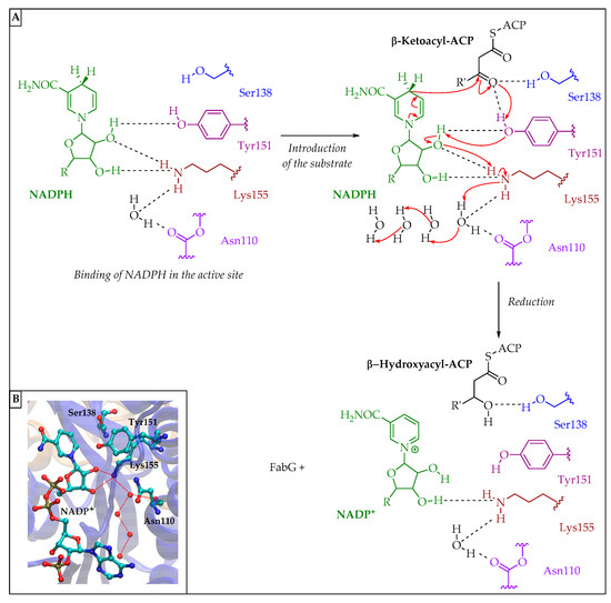 A Review of Fatty Acid Biosynthesis Enzyme Inhibitors as Promising ...