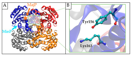 A Review of Fatty Acid Biosynthesis Enzyme Inhibitors as Promising ...