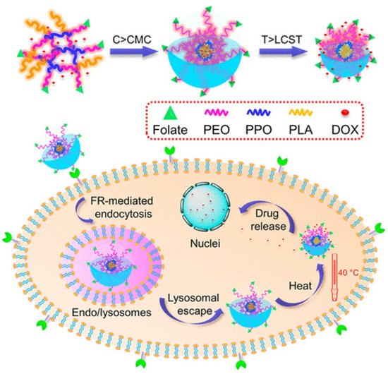 Exploring the Application of Micellar Drug Delivery Systems in Cancer ...