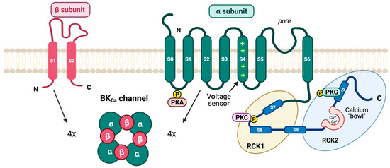 Pharmaceuticals | Free Full-Text | Involvement of Potassium Channel ...