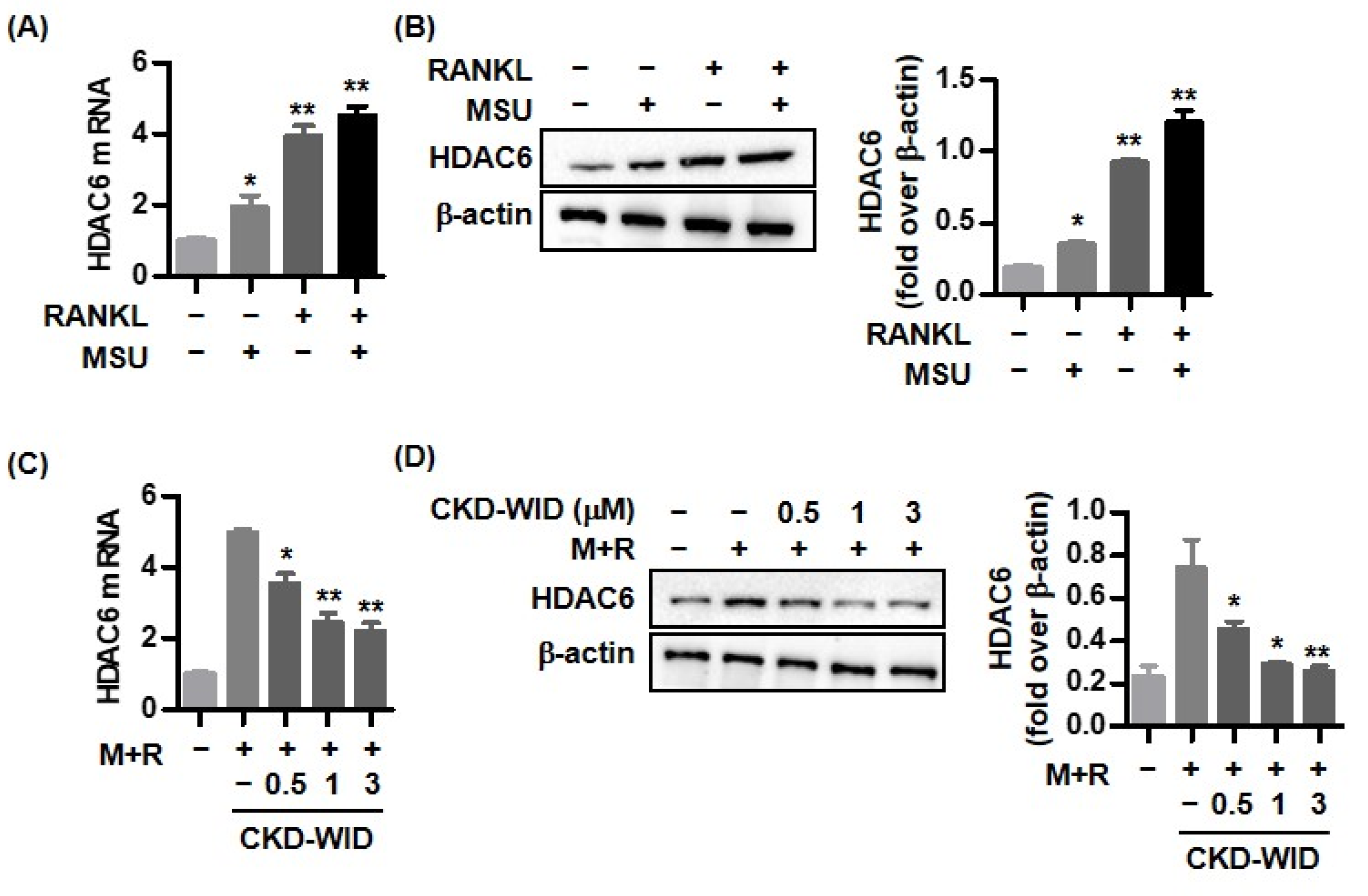 Histone Deacetylase 6 Inhibitor CKD-WID Suppressed Monosodium Urate ...