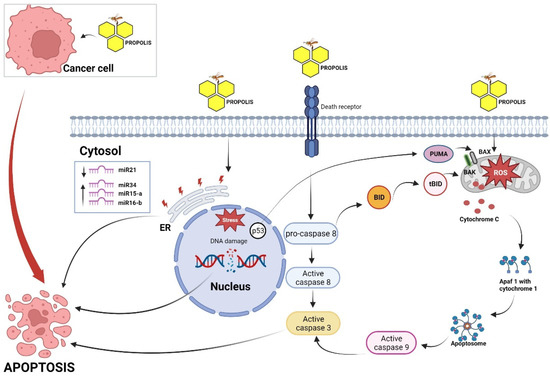 Propolis: A Detailed Insight of Its Anticancer Molecular Mechanisms