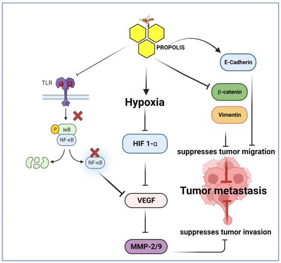 Propolis: A Detailed Insight of Its Anticancer Molecular Mechanisms