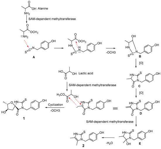 Spiroleiferthione A and Oleiferthione A: Two Unusual Isothiocyanate ...