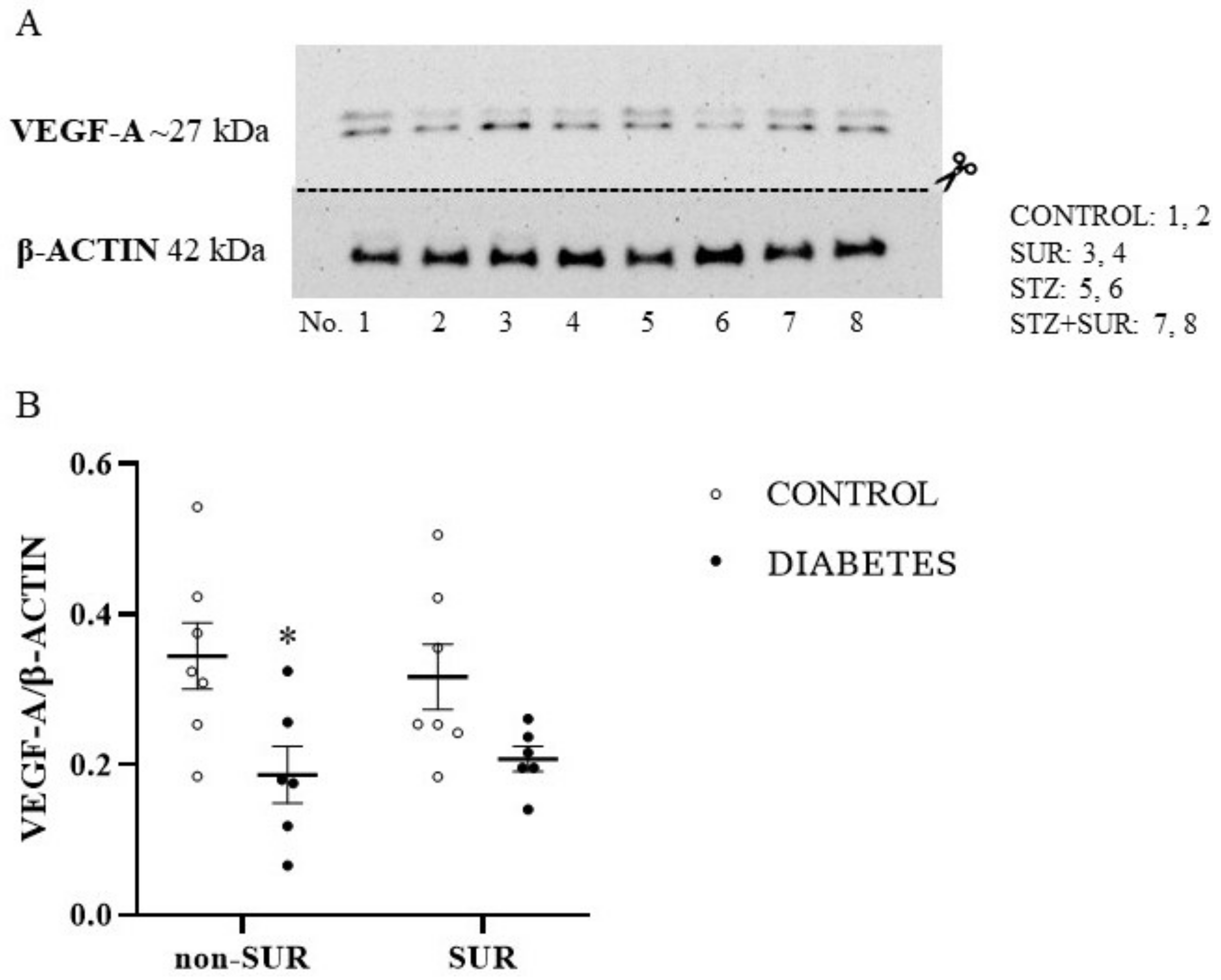 Pharmaceuticals | Free Full-Text | Suramin Affects the Renal VEGF-A ...