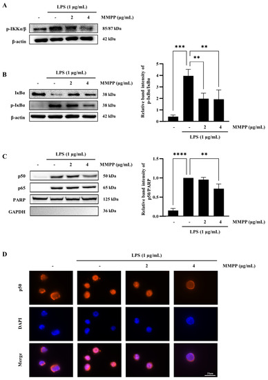 MMPP Exerts Anti-Inflammatory Effects by Suppressing MD2-Dependent NF ...