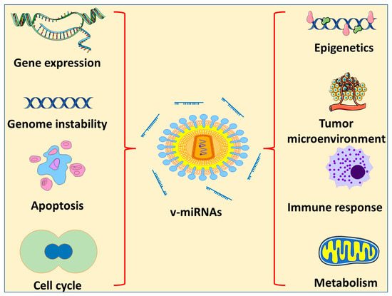 Oncogenic Viruses-Encoded microRNAs and Their Role in the Progression of Cancer: Emerging ...