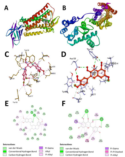 Antidiarrheal Potential of Viola canescens: In Vivo and In Silico ...