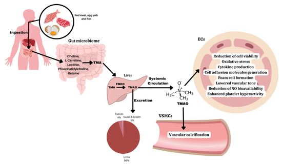 Gut-Derived Metabolite, Trimethylamine-N-oxide (TMAO) in Cardio ...