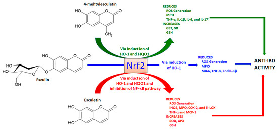 Natural Coumarin Derivatives Activating Nrf2 Signaling Pathway as Lead ...