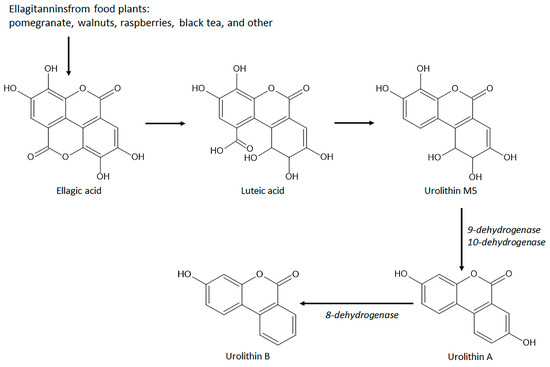 Natural Coumarin Derivatives Activating Nrf2 Signaling Pathway as Lead ...