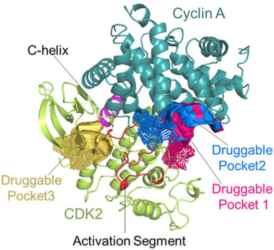 Targeting Protein-Protein Interactions to Inhibit Cyclin-Dependent Kinases