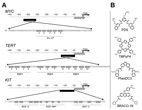 Taq-Polymerase Stop Assay to Determine Target Selectivity of G4 Ligands ...