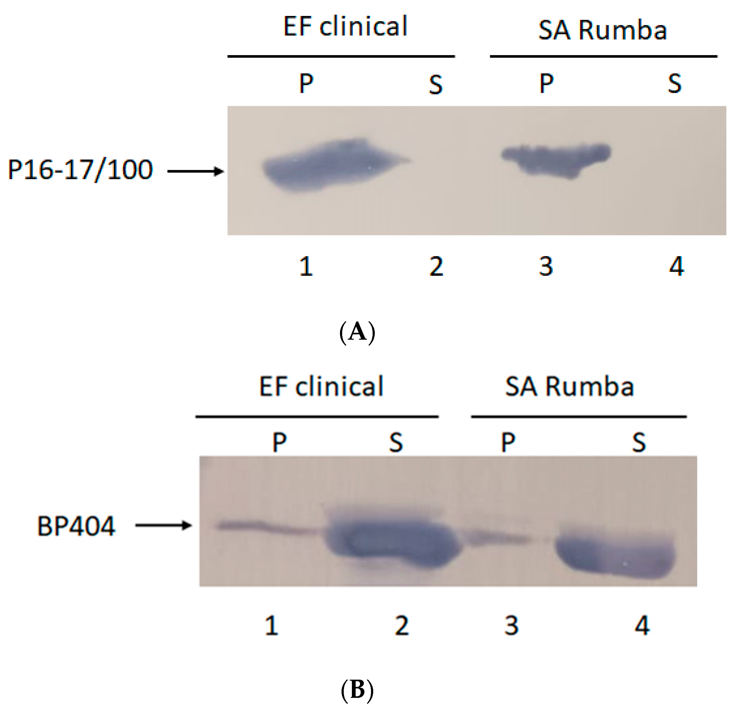 An Enzybiotic Cocktail Effectively Disrupts Preformed Dual Biofilm of ...