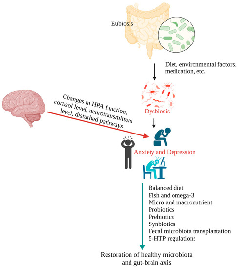 Gut Microbiota in Anxiety and Depression: Unveiling the Relationships ...