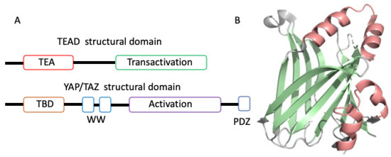 Leveraging Hot Spots of TEAD–Coregulator Interactions in the Design of Direct Small Molecule ...