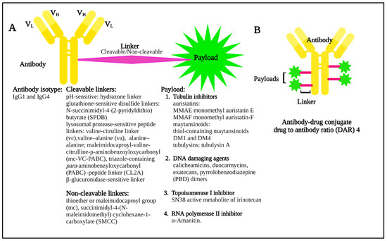 Antibody–Drug Conjugates for Multiple Myeloma: Just the Beginning, or ...