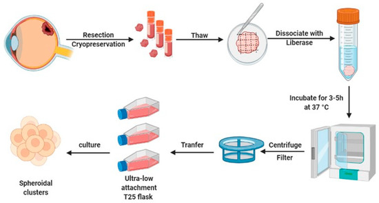 Zebrafish Patient-Derived Xenograft Model as a Preclinical Platform for ...