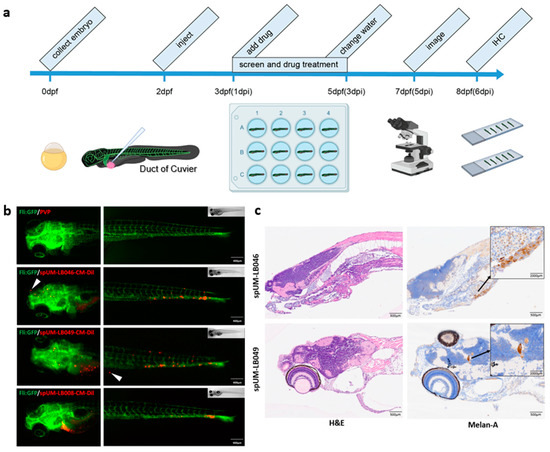 Zebrafish Patient-Derived Xenograft Model as a Preclinical Platform for ...