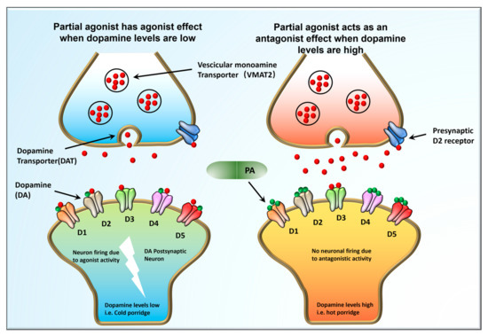 Receptors Involved in Mental Disorders and the Use of Clozapine ...