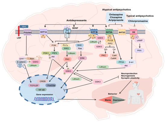 Receptors Involved in Mental Disorders and the Use of Clozapine ...