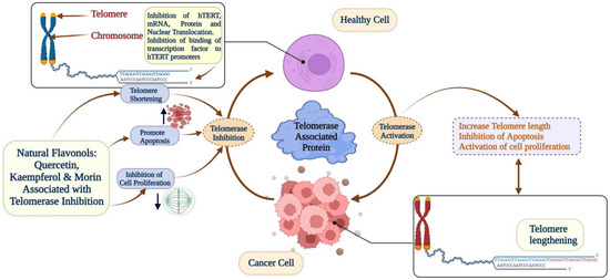 The Role of Natural Flavonoids as Telomerase Inhibitors in Suppressing ...