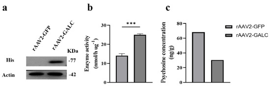 rAAV2-Mediated Restoration of GALC in Neural Stem Cells from Krabbe ...