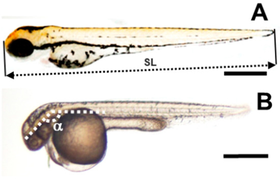 In Vitro and In Vivo Effects of Ulvan Polysaccharides from Ulva rigida