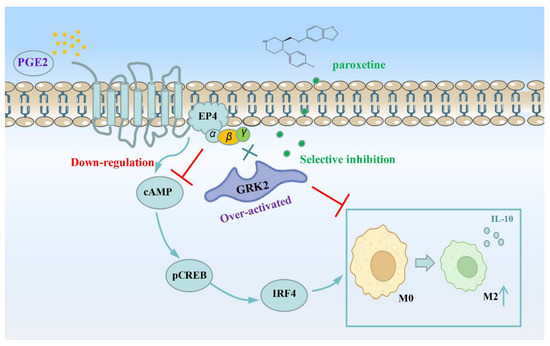 GRK2 Mediates Macrophage Polarization by Regulating EP4-cAMP-pCREB ...