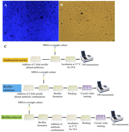 Collaterally Sensitive β-Lactam Drugs as an Effective Therapy against ...