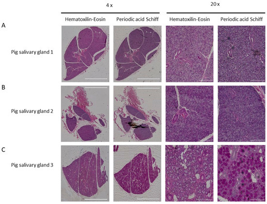 Characterization of Non-Specific Uptake and Retention Mechanisms of ...