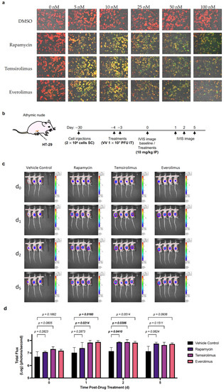 Engineering Rapalog-Inducible Genetic Switches Based on Split-T7 ...