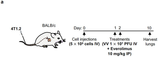Engineering Rapalog-Inducible Genetic Switches Based on Split-T7 ...